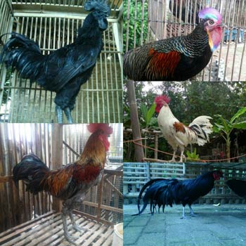Jual Ayam Hias lokal dan Impor anakan hingga indukan | Ayamkalkun.com