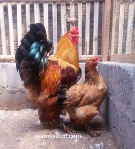 Jual Ayam Brahma Murah,Original & Bergaransi | Ayamkalkun.com ...