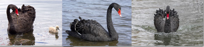 Jual Angsa Hitam / Black Swan - Angsa Eksotis nan Langka | Ayamkalkun.com