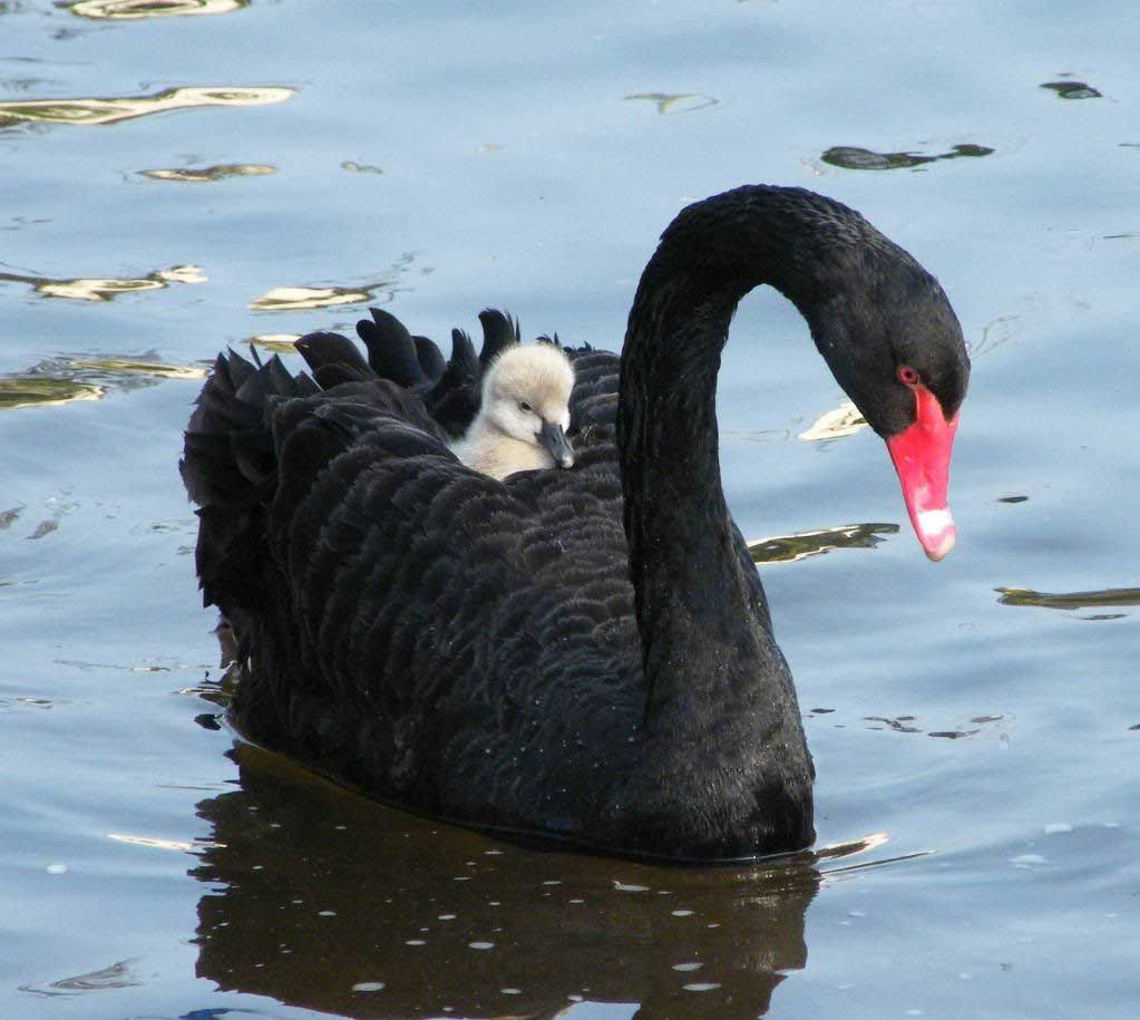 Jual Angsa Hitam / Black Swan - Angsa Eksotis nan Langka | Ayamkalkun.com