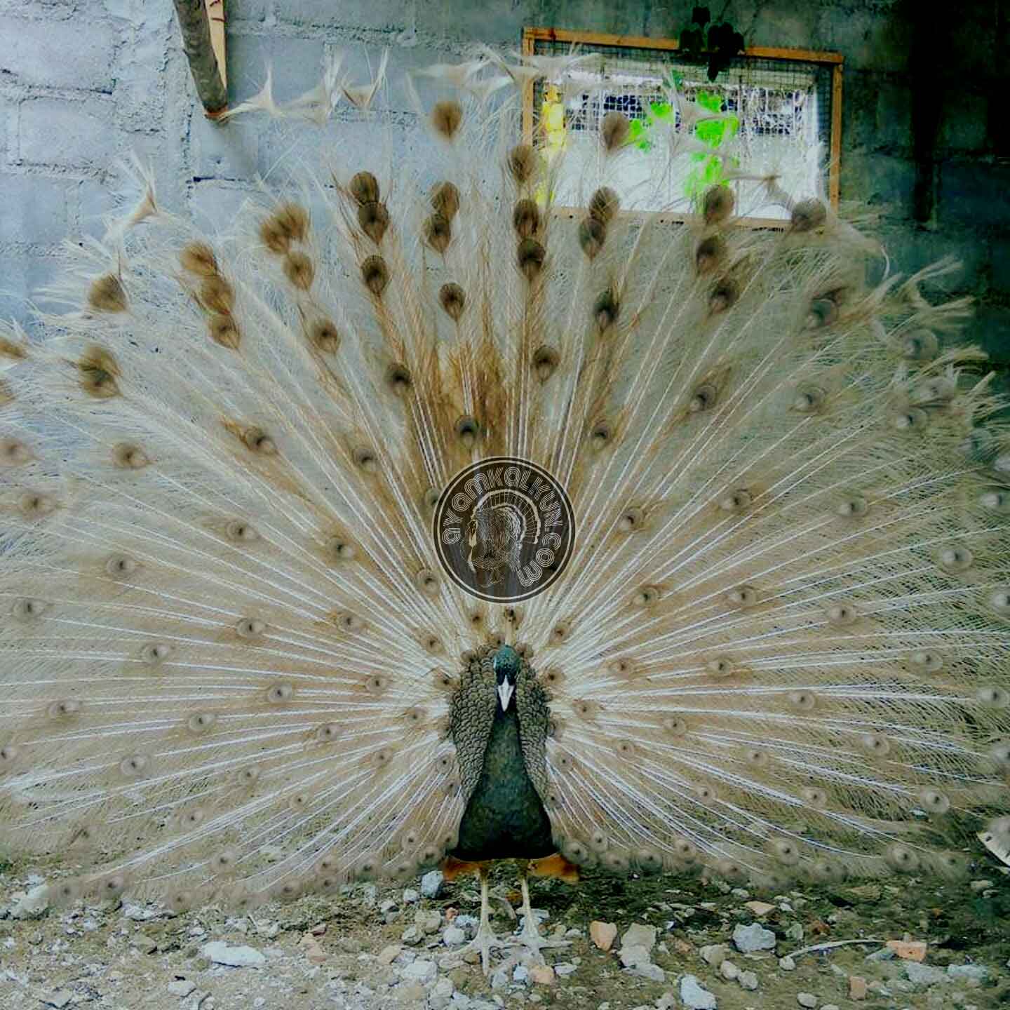Jual Burung Merak Biru + 3 Jenis Burung Merak Lainnya | Ayamkalkun.com