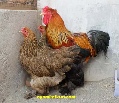 Jual Ayam Brahma Murah,Original & Bergaransi | Ayamkalkun.com