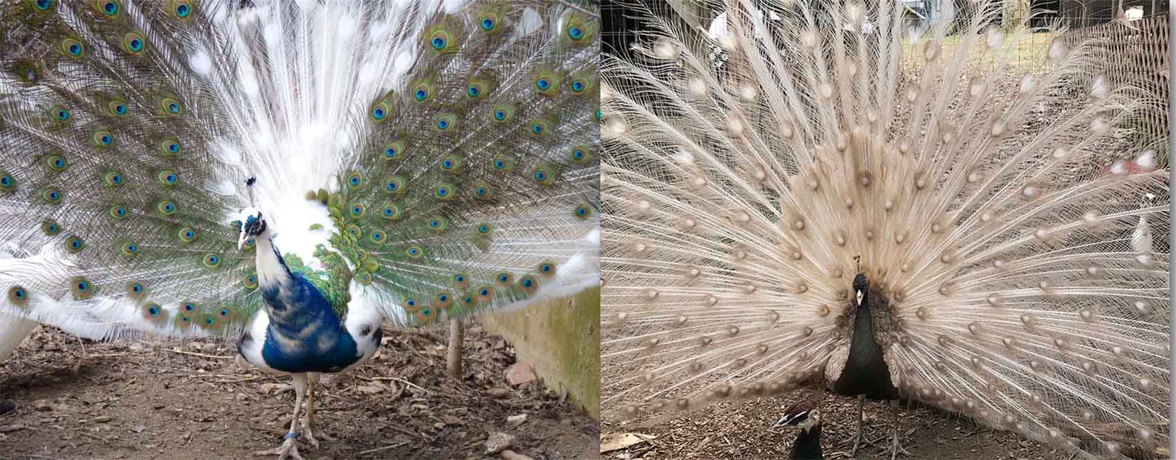 Jual Merak Putih Dan Merak Biru Remaja hingga Indukan Siap Ternak ...