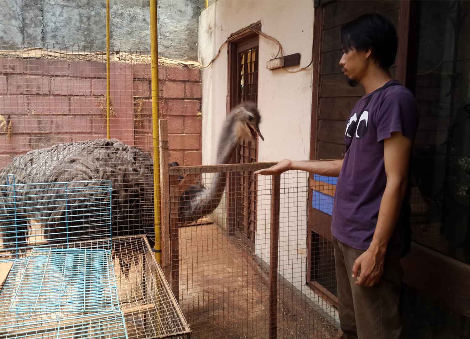 Burung Unta : Deskripsi, Asal Usul dan Fakta-Faktanya | Ayamkalkun.com