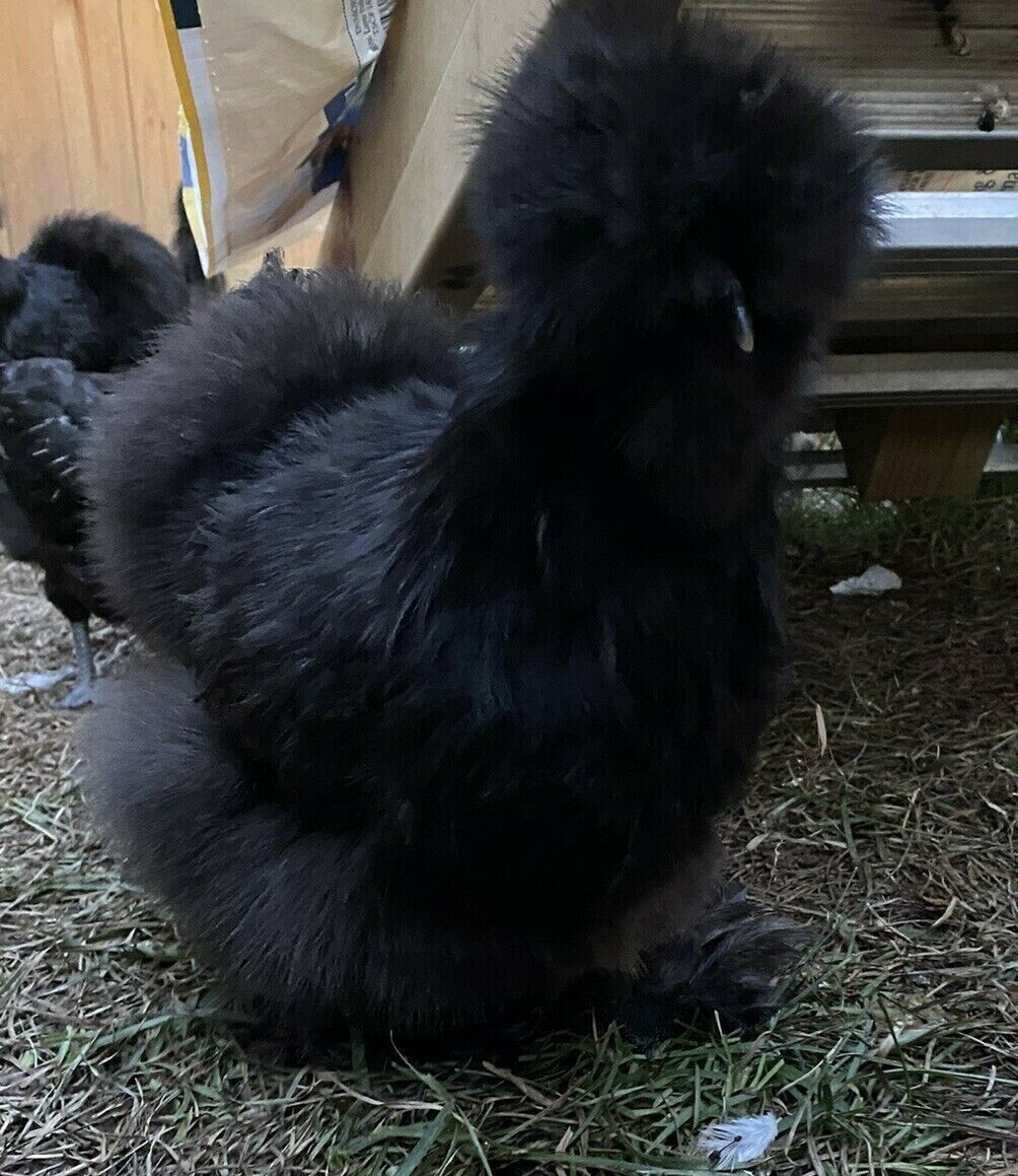 Ayam American Silkie - Asal Usul, Karakteristik Dan Harga Jual ...